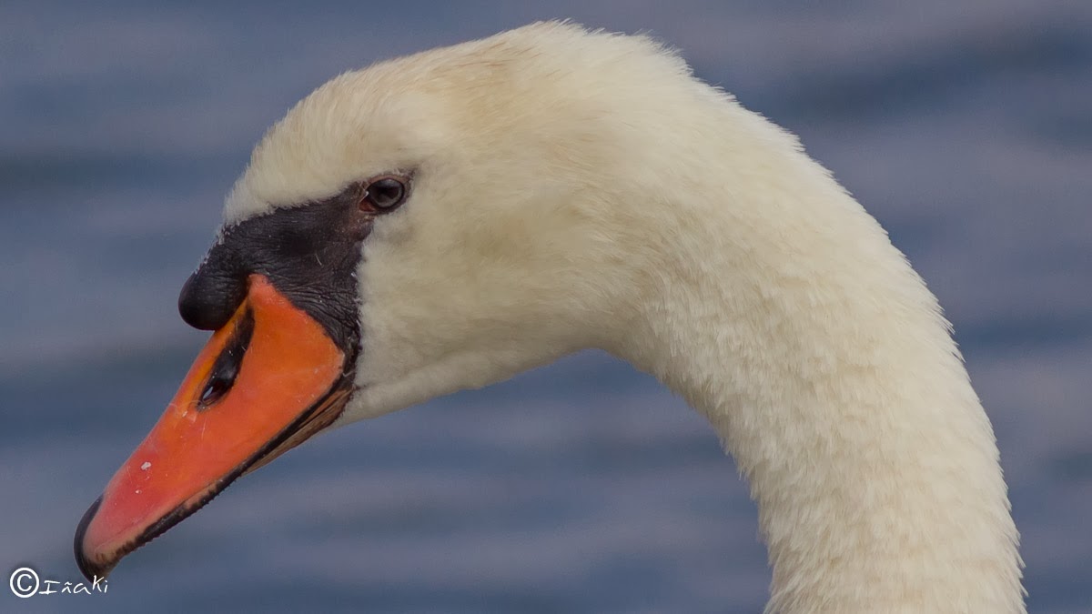 Nosoloaves - Aves del mundo (Birds of the world): Cisne vulgar (Cygnus ...