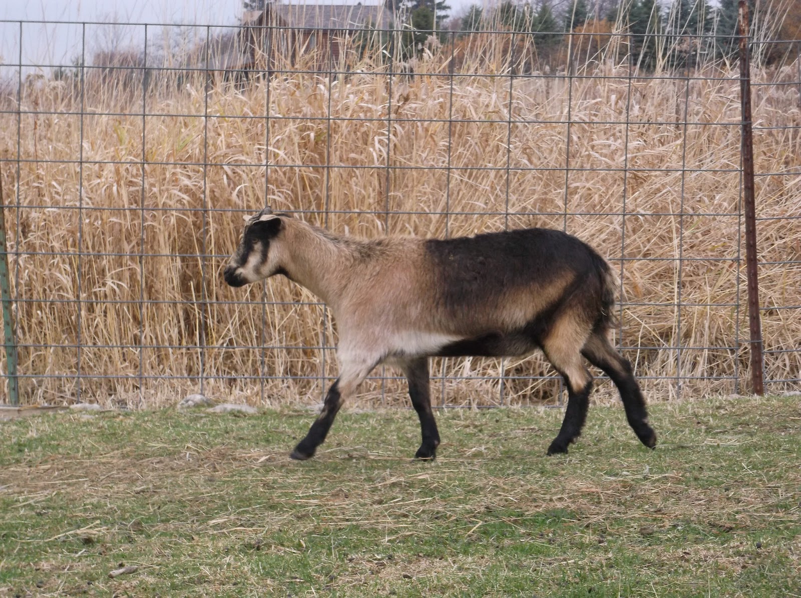 Tye Dye Acres: Fainting Goat Colors and Patterns!