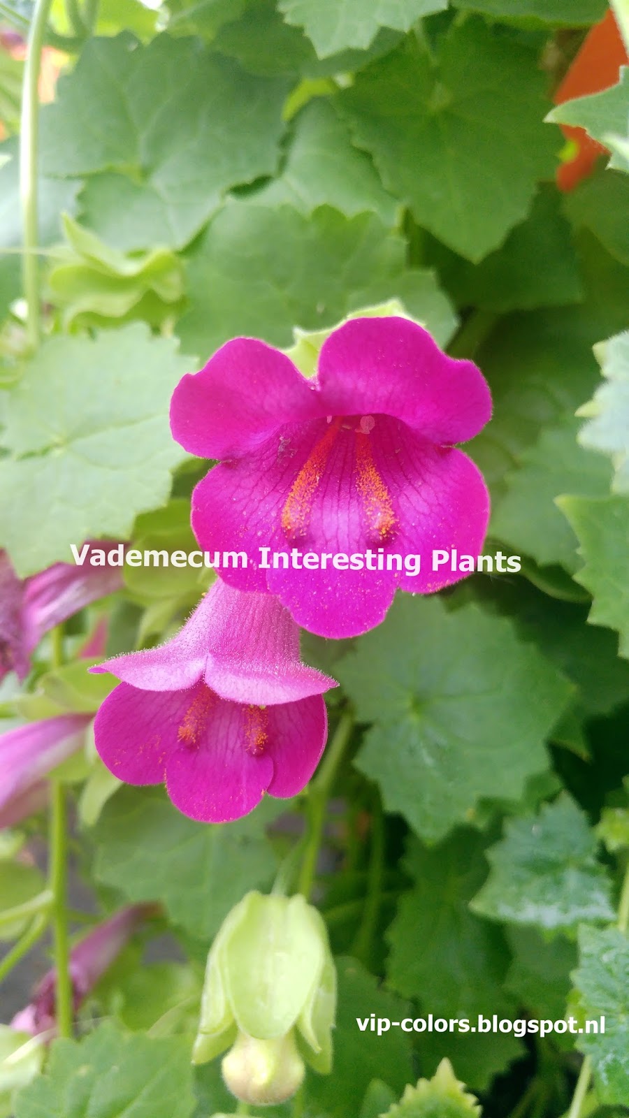 Vademecum Interesting Plants: Lophospermum erubescens - Lofos ...