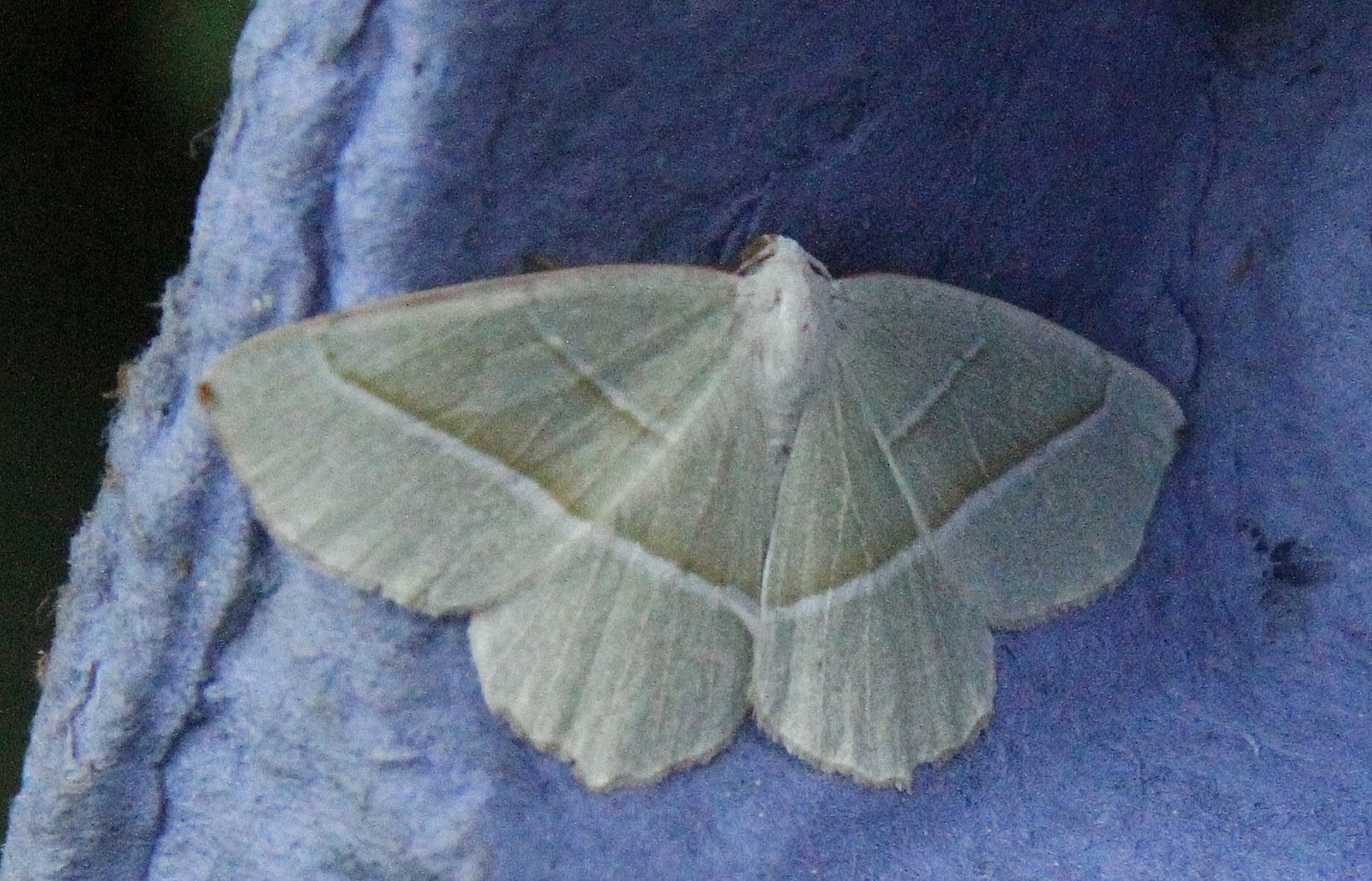 Birding with Flowers: June Moths