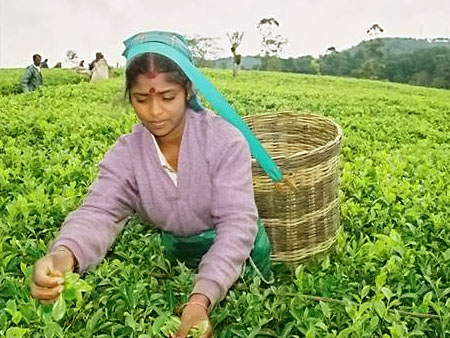 Orthodox Black Tea Manufacturing Process ~ Tea Quality Center