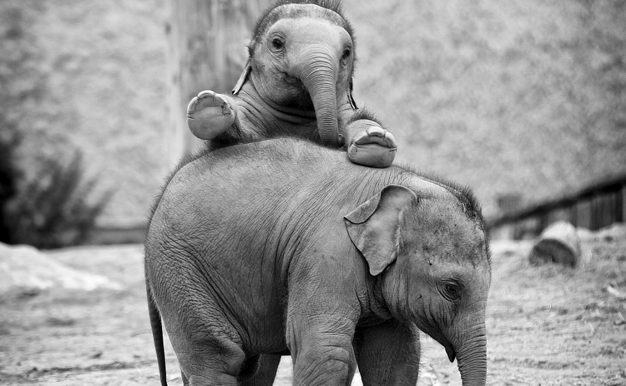 25 breathtaking photos of elephants ~ Amazing