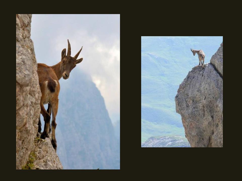 CLASA NOASTRĂ: [ FOTO ] CAPRA DE MUNTE