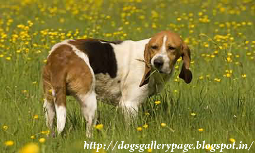dogs Gallery: Description about Artois Hound Dog