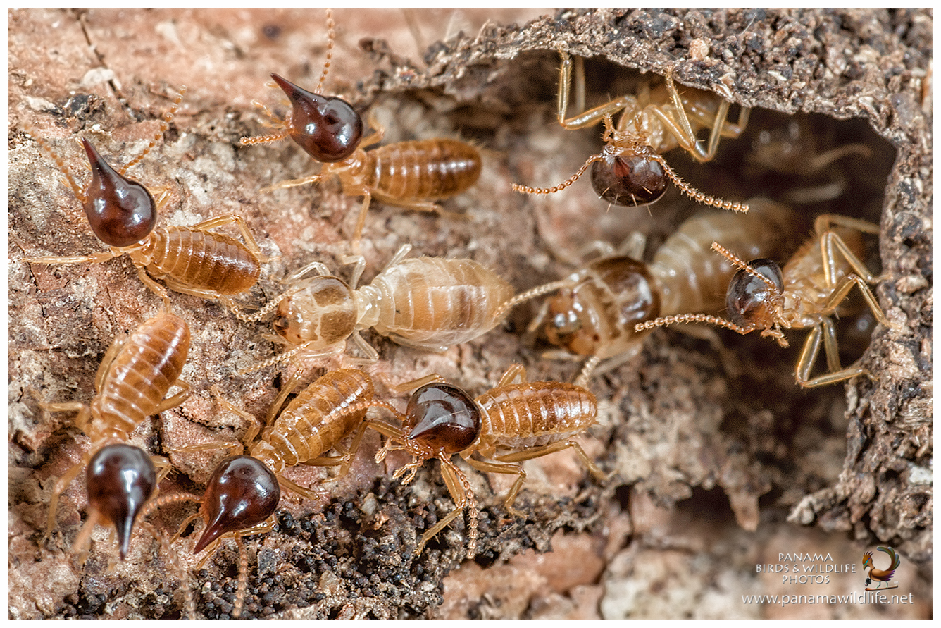 Happy New Macro-Year!! (Macro photography in El Espino, San Carlos ...