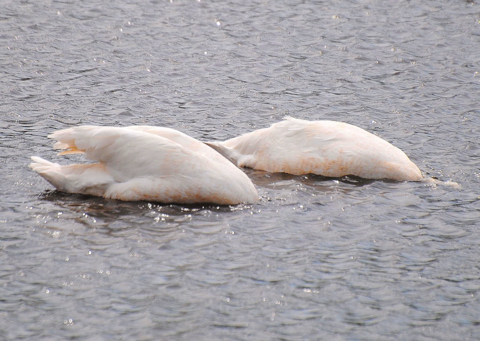 BARRY the BIRDER: Birds with no heads