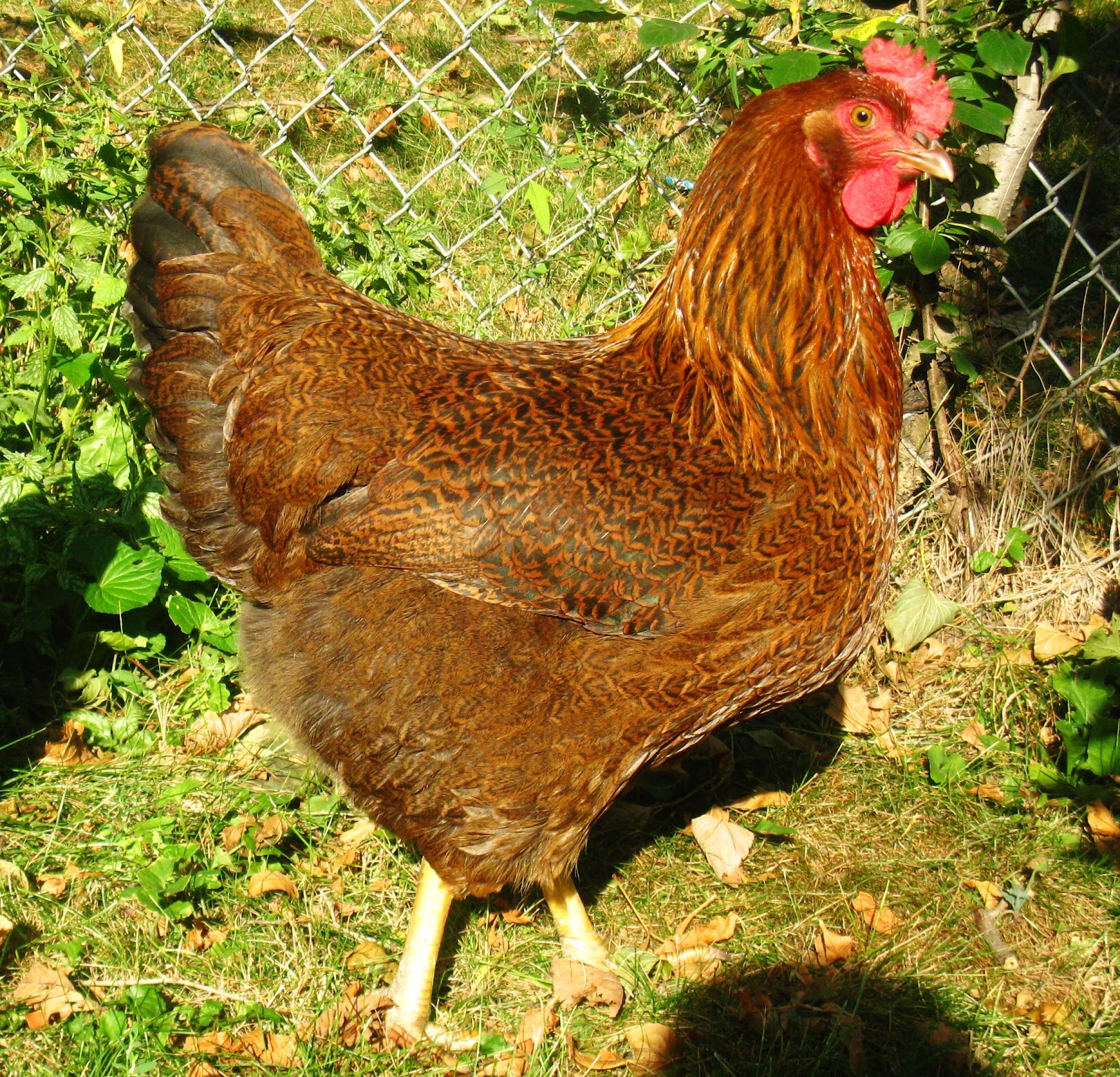 Lizzie, my Partridge Plymouth Rock hen