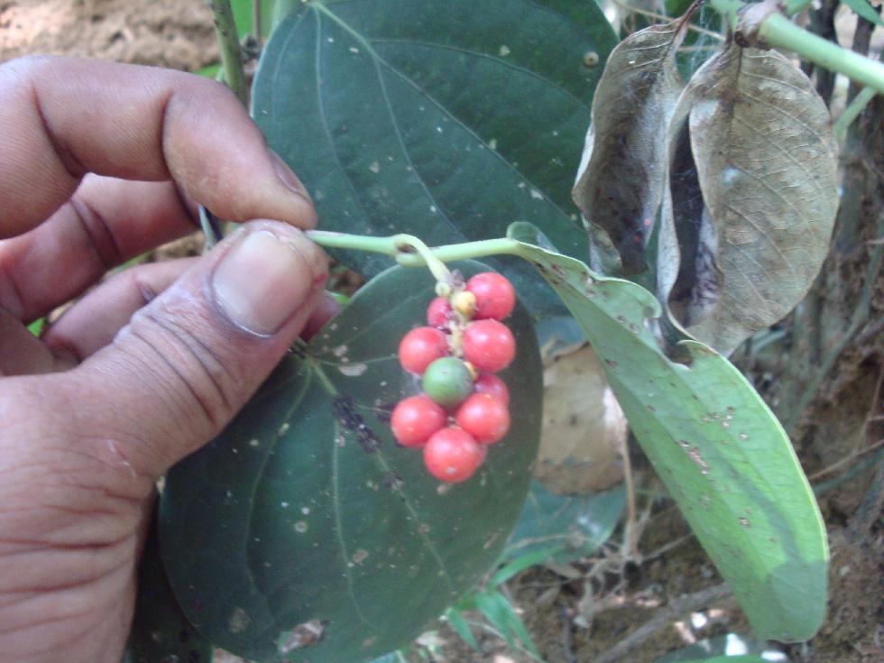 Organic micro farm and vegetable terrace garden : Black Pepper ...