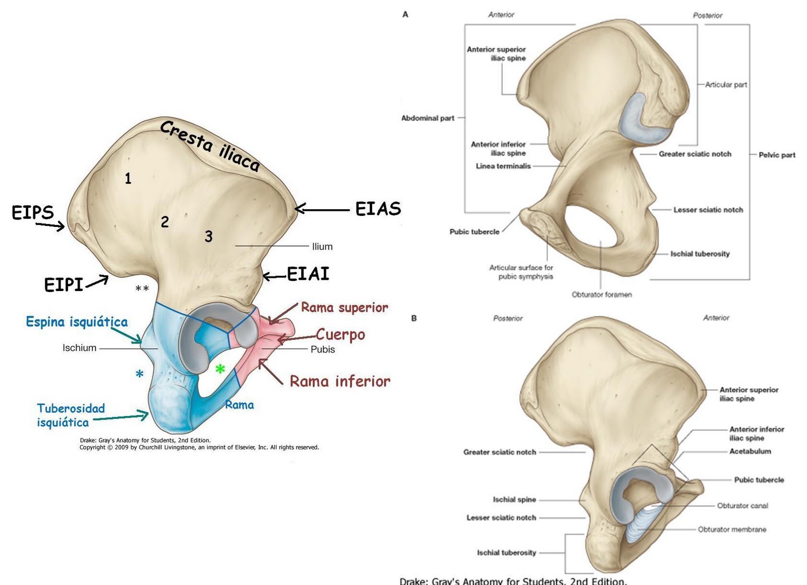 Anatomía UNAM: HUESO COXAL