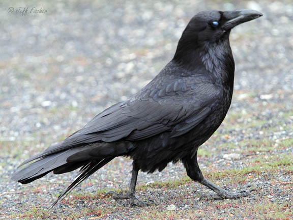 Ecobirder: Common Raven