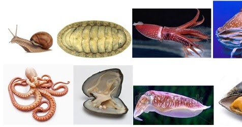 a tricolina biologa: Moluscos