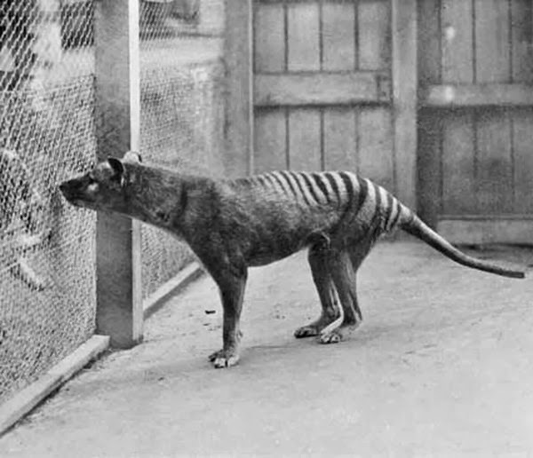 HPANWO Voice: The Thylacine Lives?
