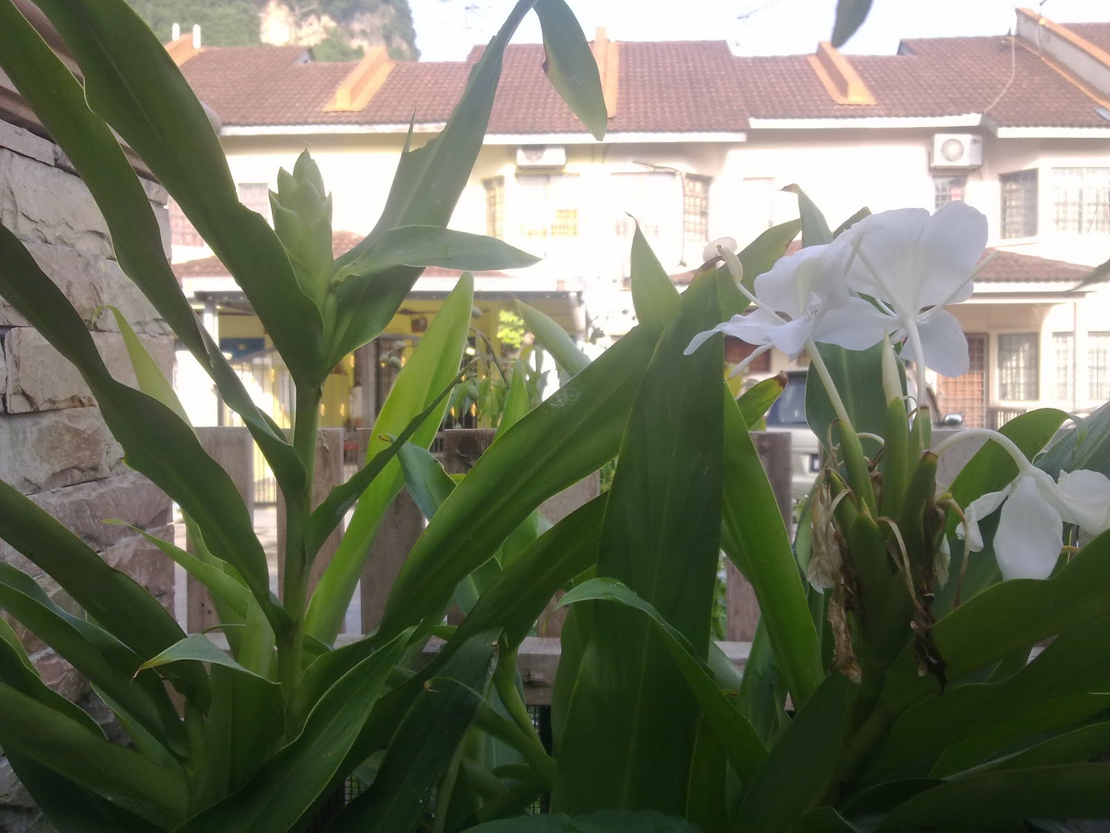 ++ kEbUn pApA AiNa ++: Gambar Hari Ini : Bunga Halia Siam