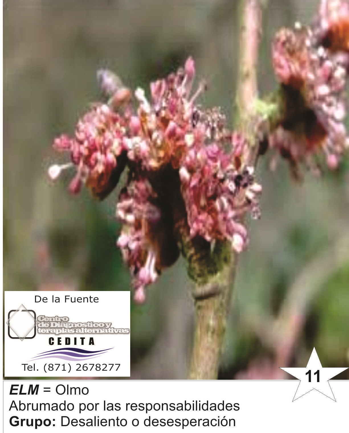 Flores de Bach México: 11 ELM / OLMO Característica útiles de las ...