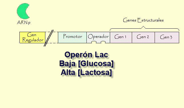 Biología y Geología Toni: REGULACIÓN GENÉTICA