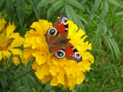 wallpaper zh: Symmetry in nature images