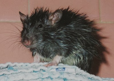 The Aquatic Ape Hypothesis and the 'Wet Look'