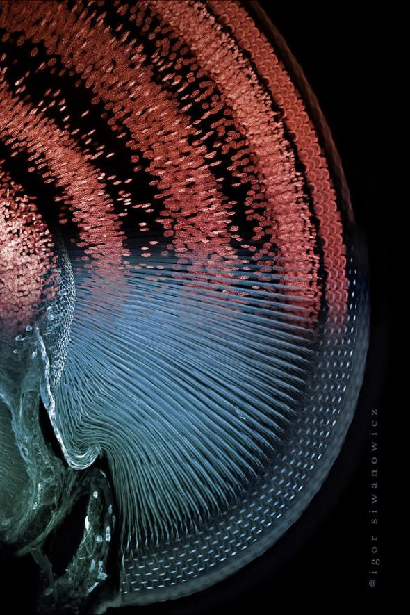 Head of photographs : EL MUNDO MACRO (Igor Siwanowicz)