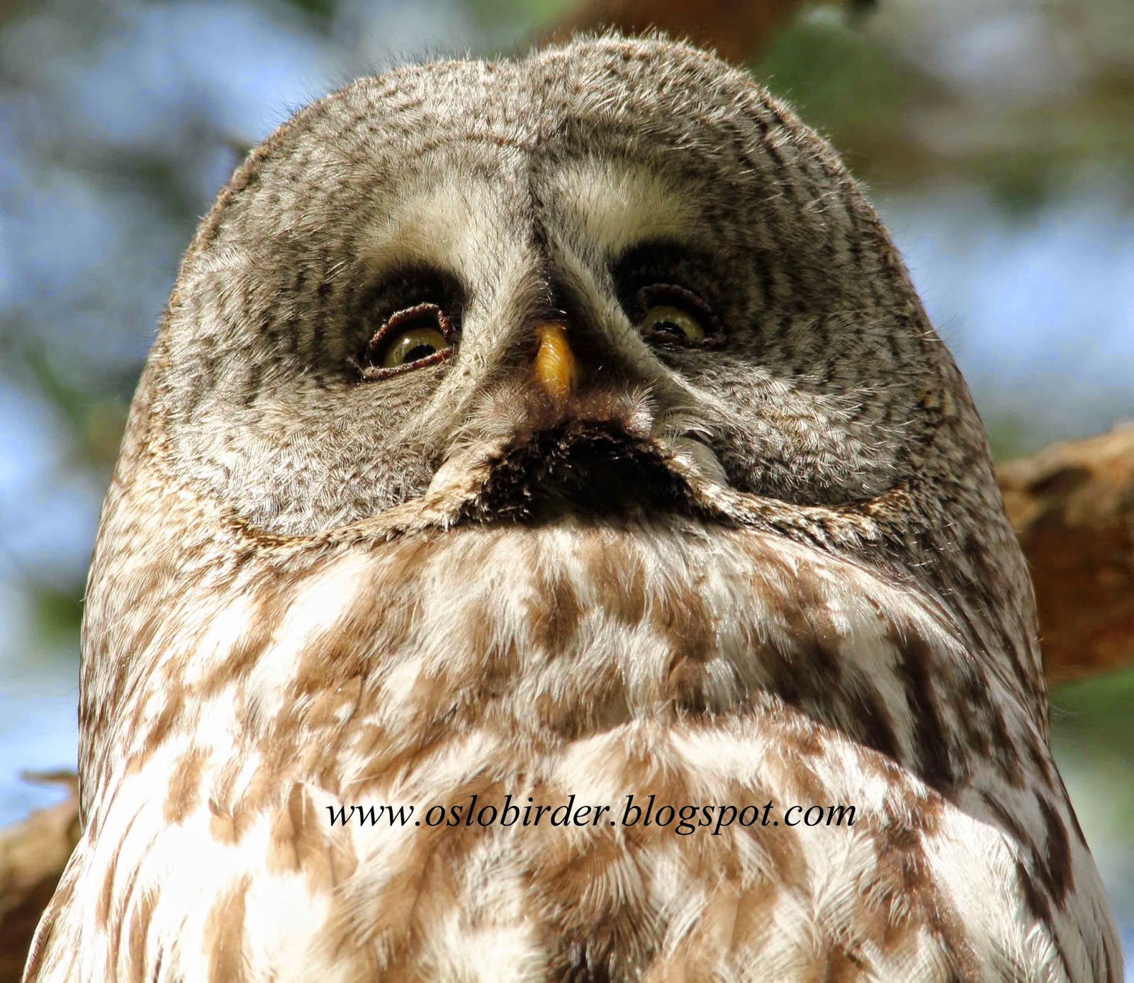 OSLO BIRDER: Yet more Great Grey Owl pictures........yawn