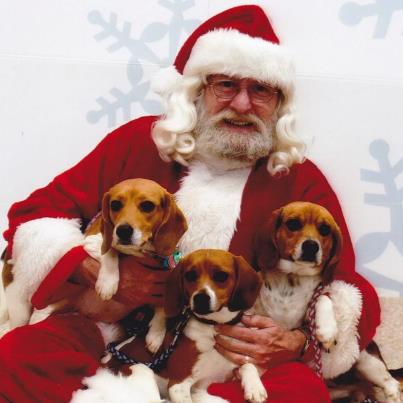 Beagle Rescue USA: Beagles with Santa