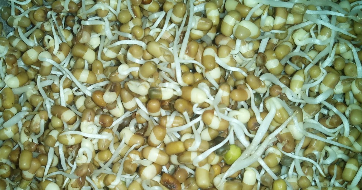 Photoblog: Sprouted Matki Beans
