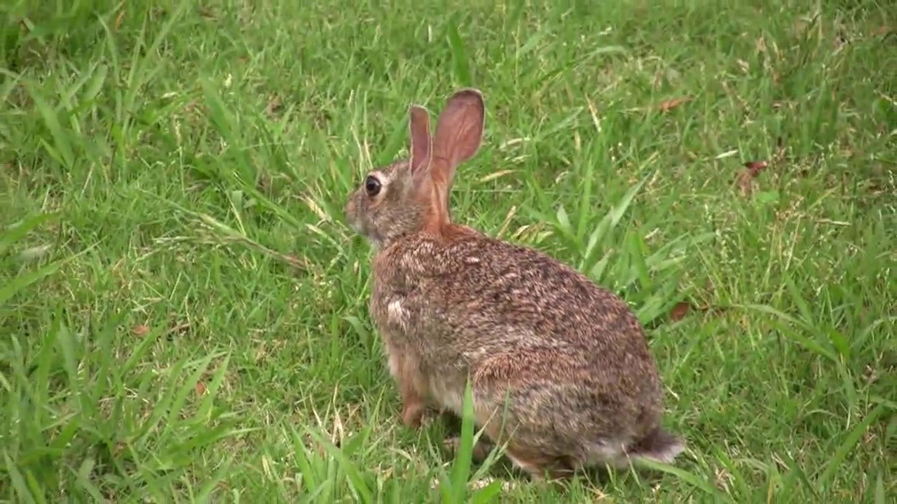 boggy thicket: Brer Rabbit