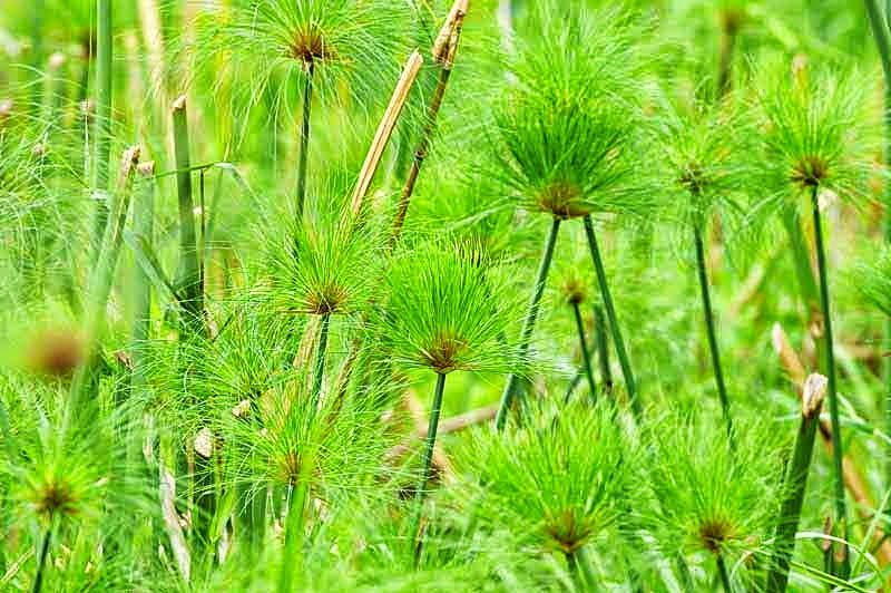 Ryukyu Life: Crazy Looking Plants Turned Out to be Papyrus