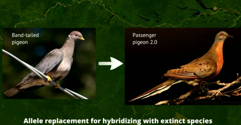 Stewart Brand: The dawn of de-extinction | NextBigFuture.com