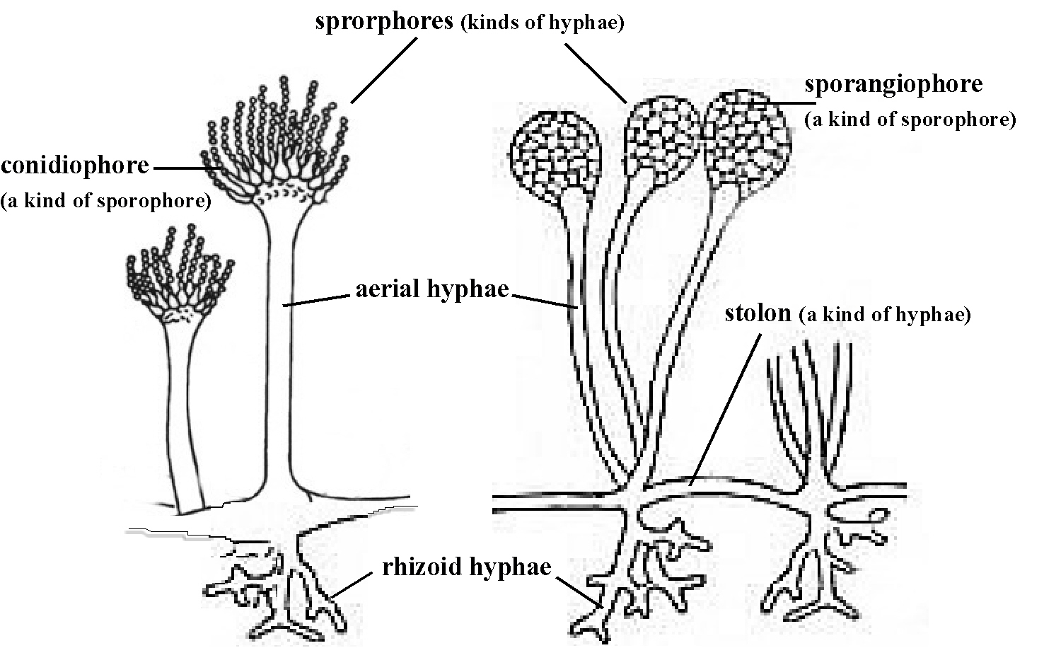 Bread Mold Hyphae Diagram Sketch Coloring Page