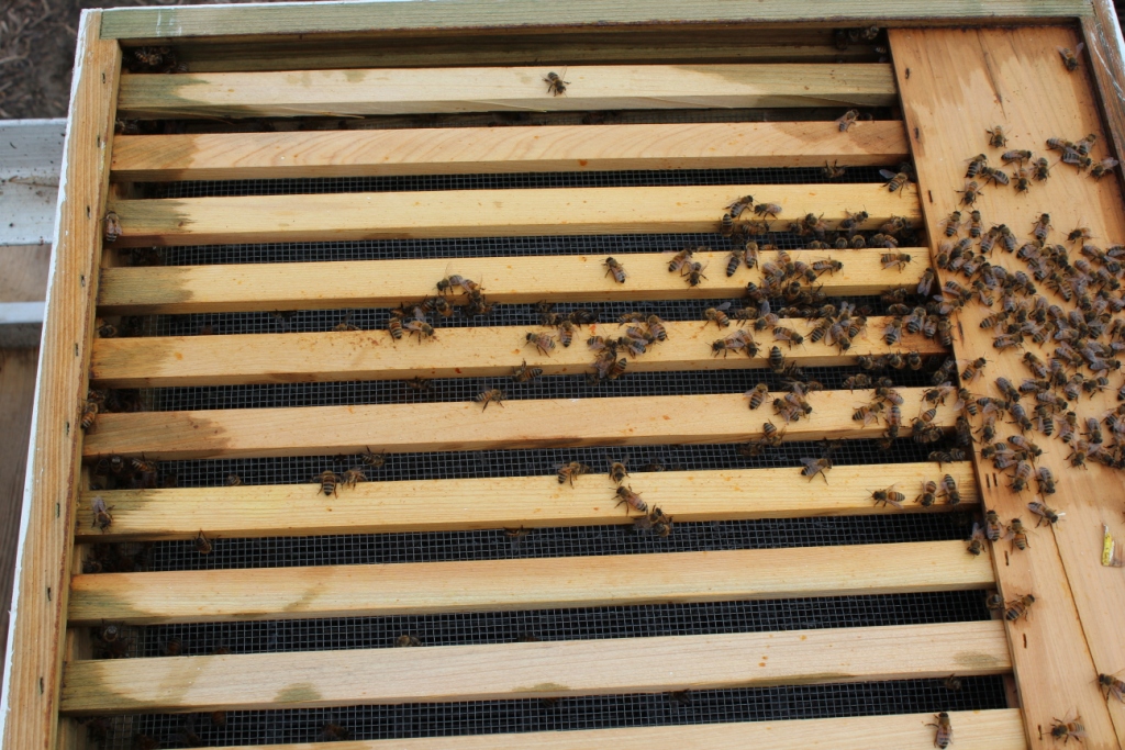 Prairie Blossom Bee Farm: Slatted Bottom Boards
