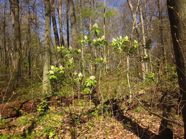 All about trees and plants: Southwest Michigan