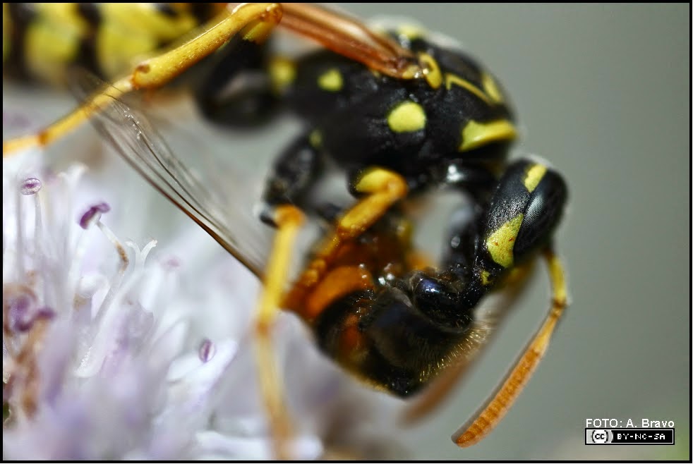FAUNA AUXILIAR: FAMILIA VESPIDAE