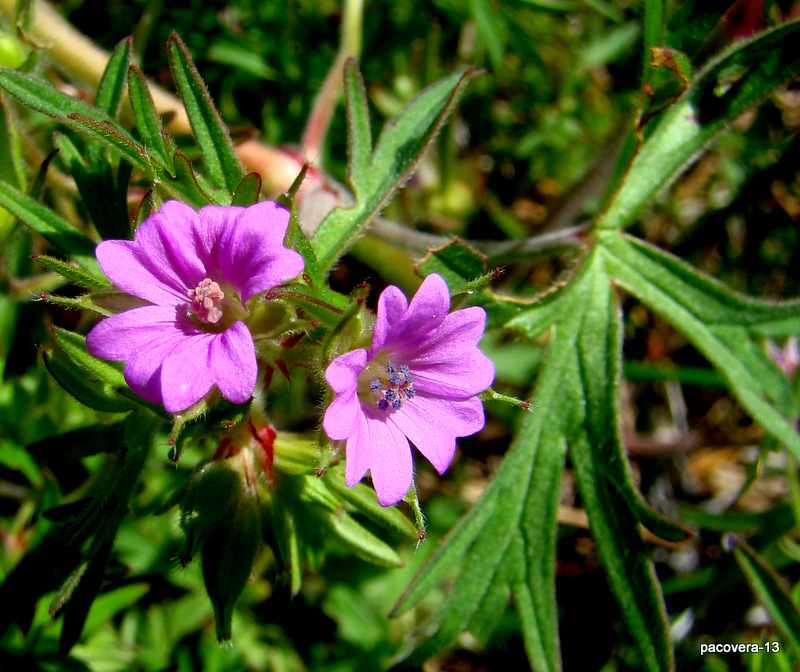 CH´USAY: GERANIUM DISSECTUM