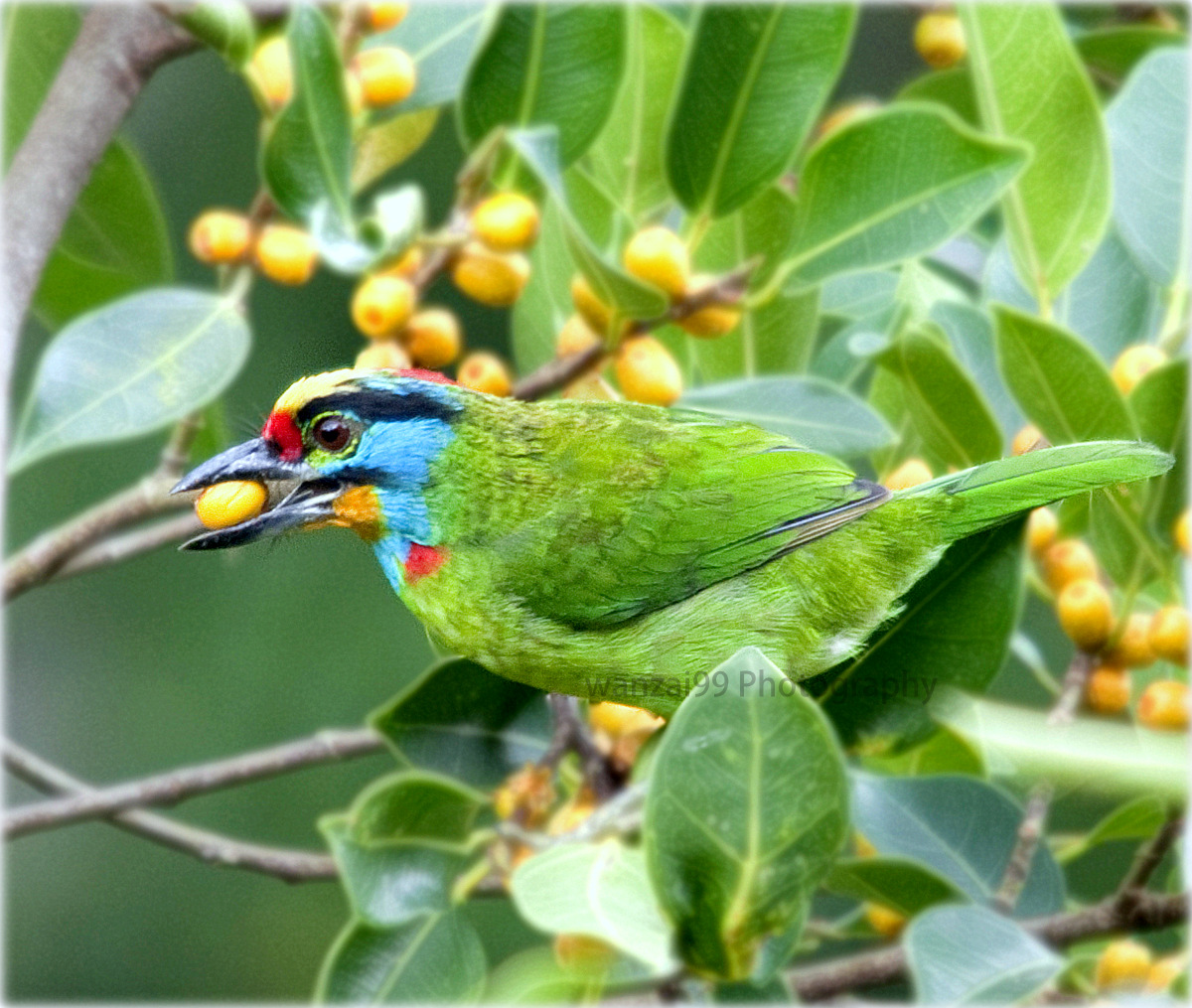 wanzai99 PHOTOGRAPHY: Burung Takur Bukit