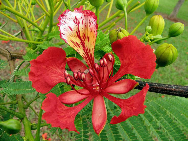 Herbalkart | The Online Herbal Store: Waykaran - Vadhanarayanan