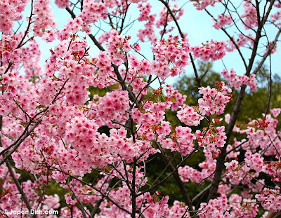 GAMBAR BUNGA: BUNGA SAKURA