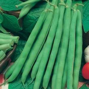 PARACHA FARM: How To Plant Bush Green Beans
