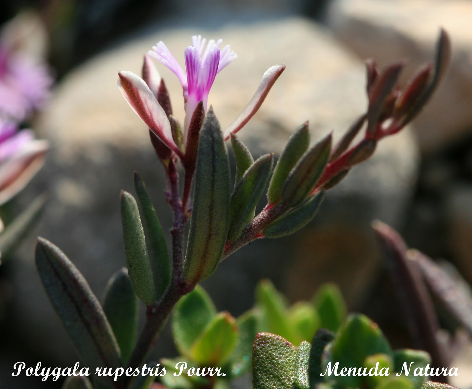Menuda Natura: Polygala rupestris Pourr.