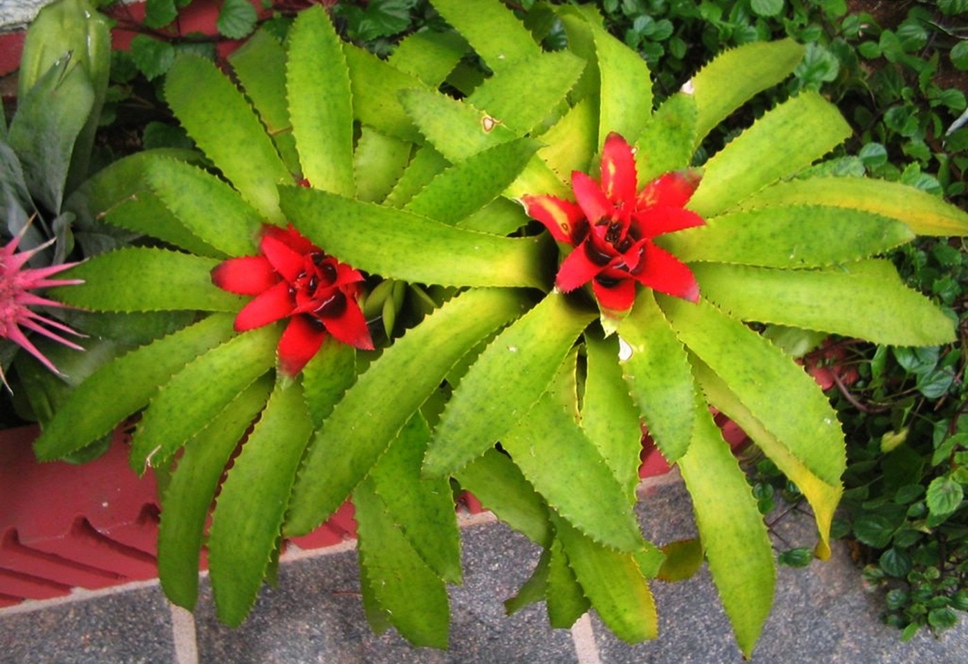 Blog do Edu Ambiental: Bromélia