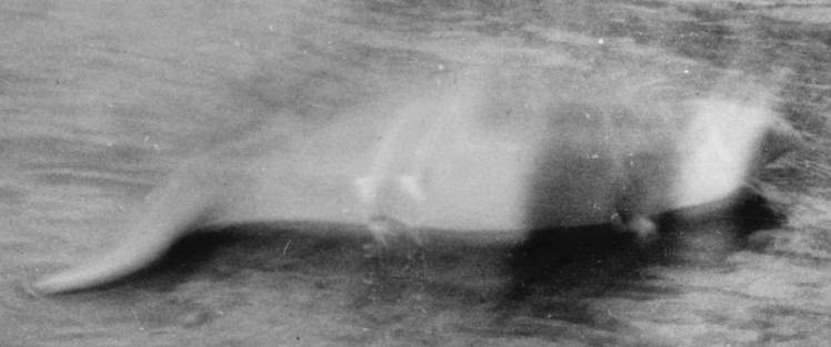 LOCH NESS MONSTER: The Hugh Gray Picture And Turtles