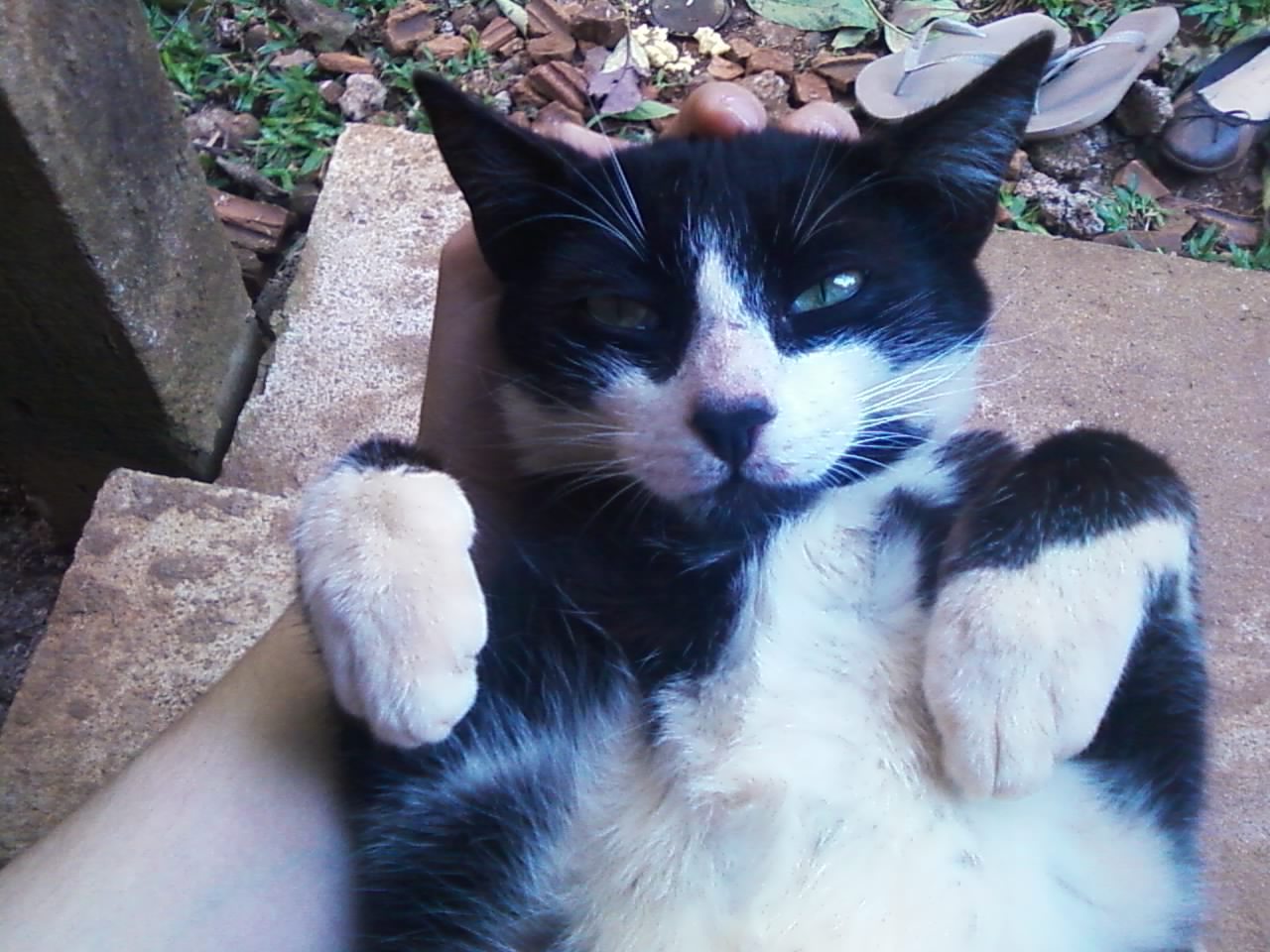 All About Me: Gato Mania!