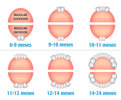 LOS BEBES Y LA DENTICION (CRECIMIENTO DE LOS PRIMEROS DIENTES DEL BEBE ...