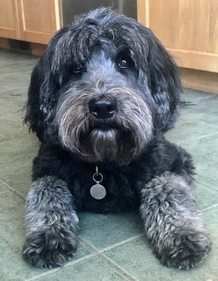 Golden Gate Labradoodles: Authentic Australian Labradoodles