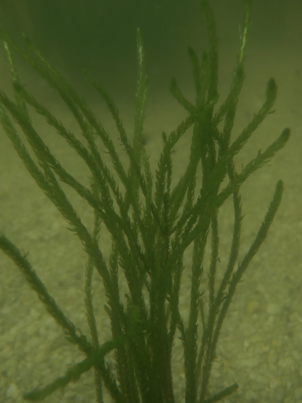 Aquatic Farmer: Mayaca Sp Rio Sao Franscisco