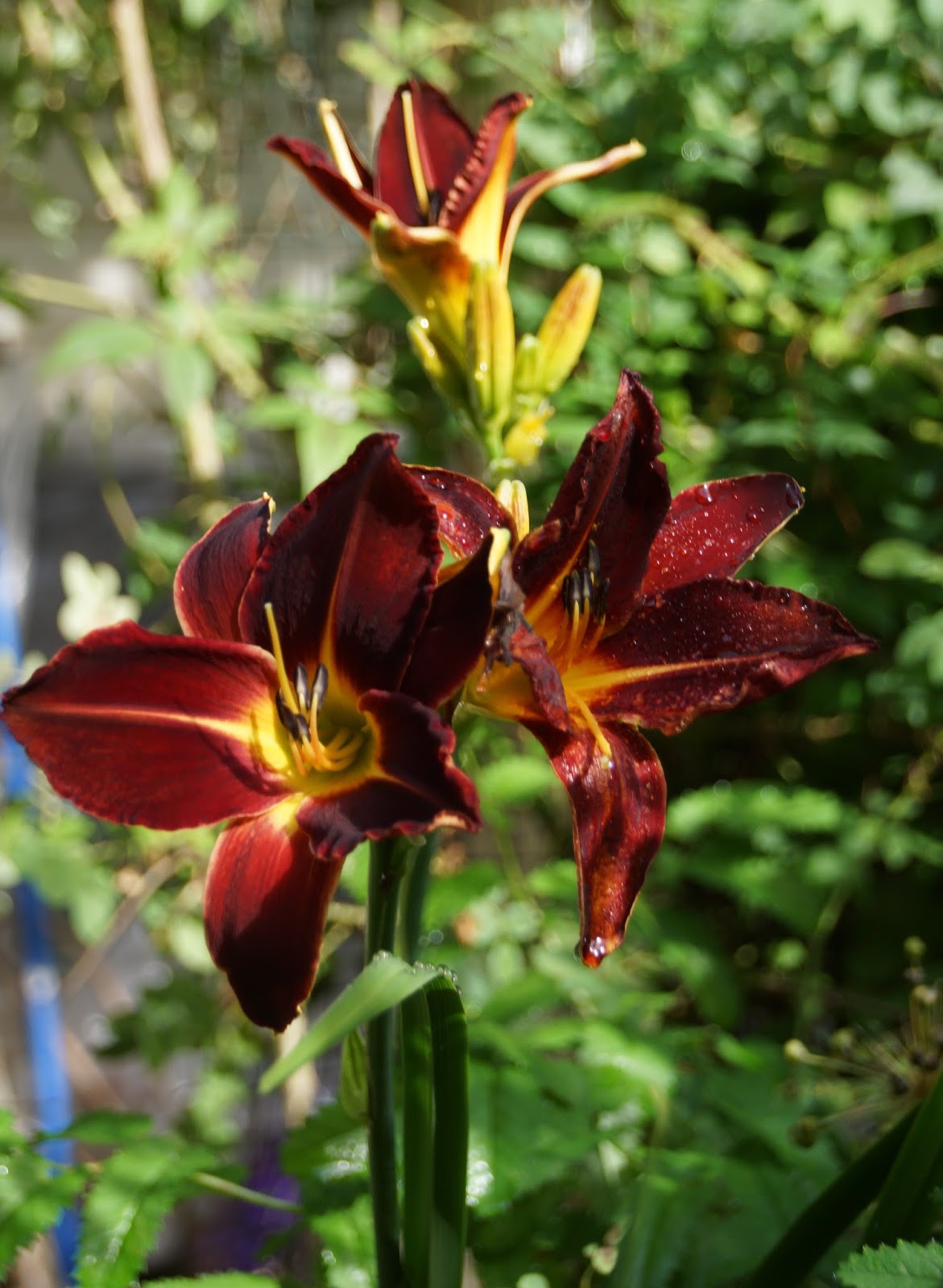 Villroses hage: En runde med liljer, dagliljer og annet som blomstrer nå