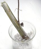 My Broken Garden: Fixing A Broken Lupin Stem Complete With Basal Buds