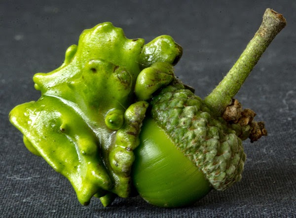 Symbiotic Relationships in the Natural Environment: Oak Tree and Sneaky ...