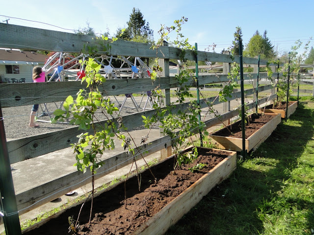 Garden Scrapbook: Raspberry Raised Beds Part 3