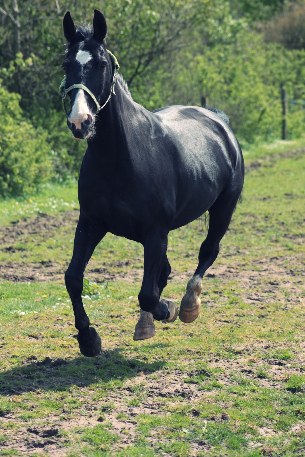Vis din sorte hest - Opslag, billeder og video - Heste-Nettet.dk