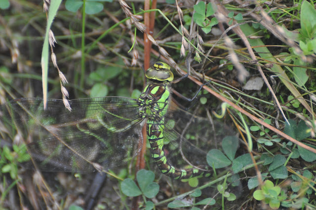AVES E NATUREZA DA FONSAGRADA: octubre 2015